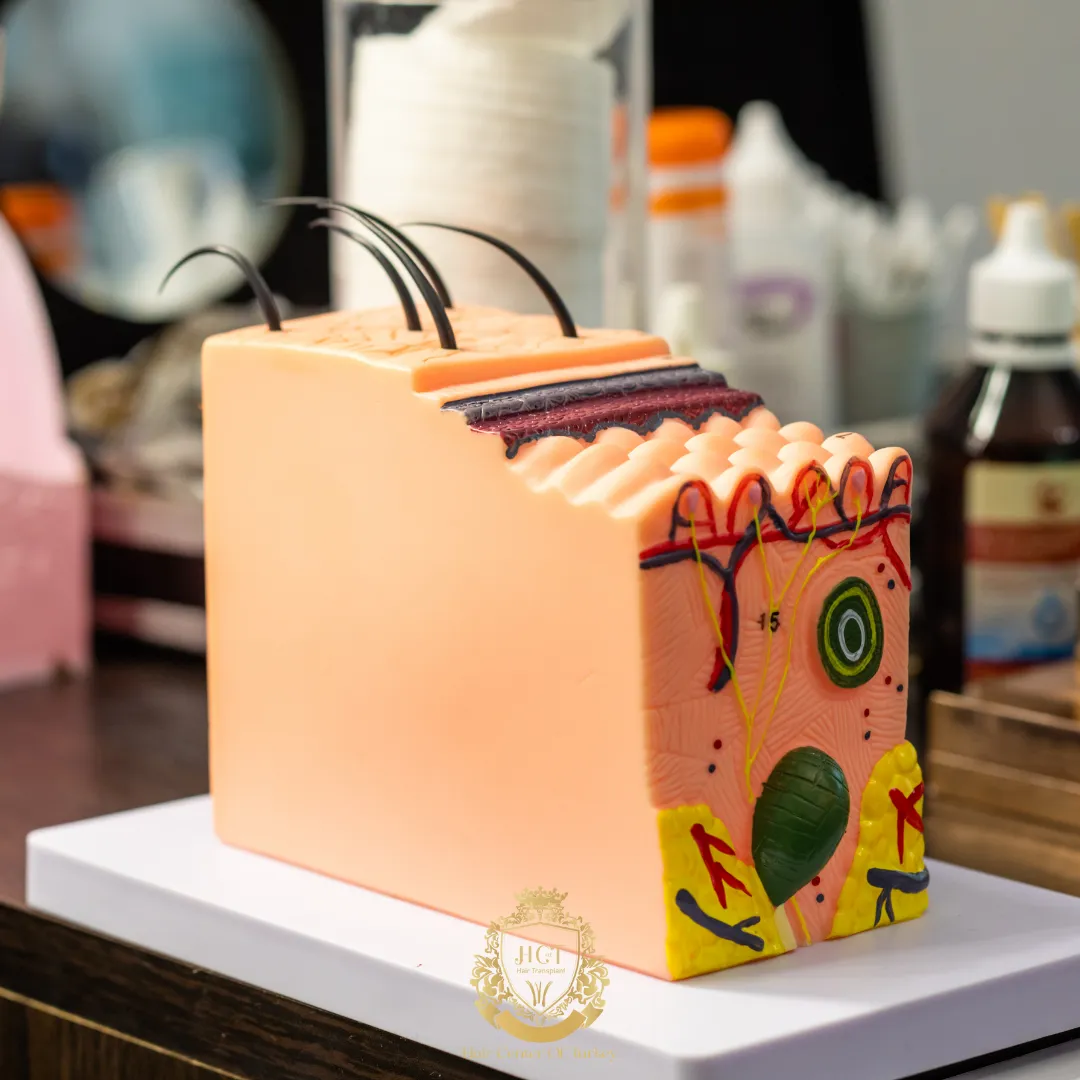 Hair Structure Explained - Hair Center of Turkey